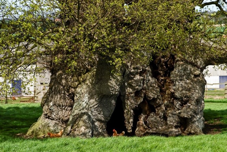 The UK’s Oldest Trees - The Magazine