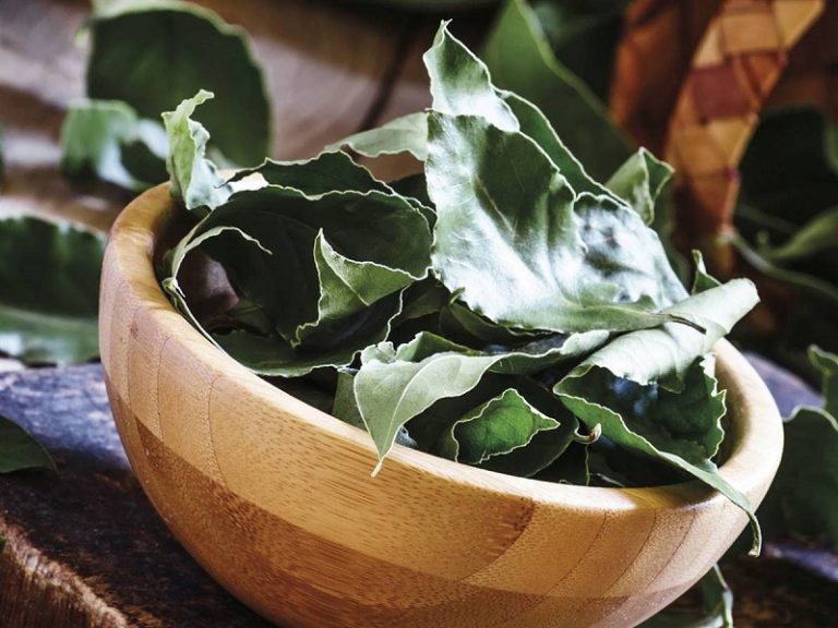 4 medicinal plants that will end with your heartburn - The Magazine