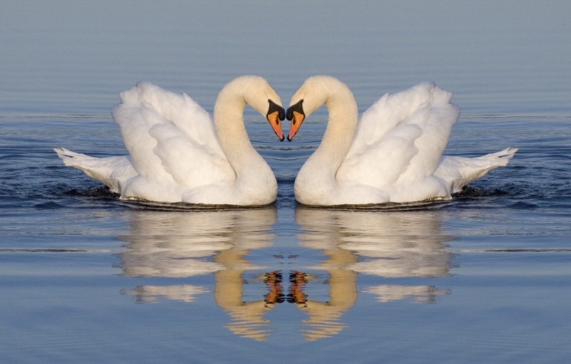 WHAT DO SWANS EAT The Magazine