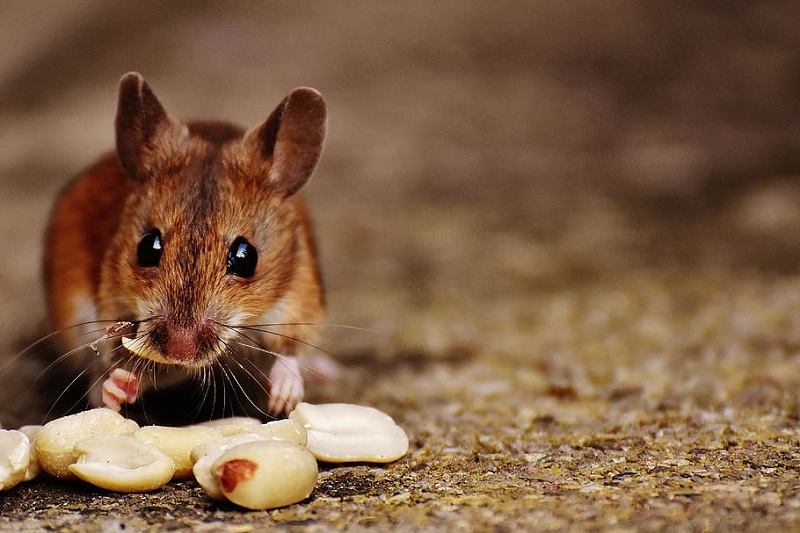 What Do Mice Eat The Magazine